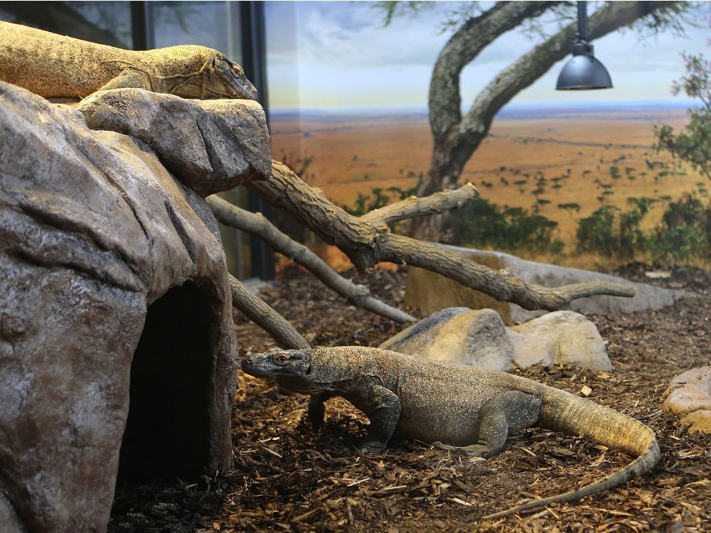 Photos: Komodo Island Exhibit at the Saskatoon Forestry Farm | The Star ...