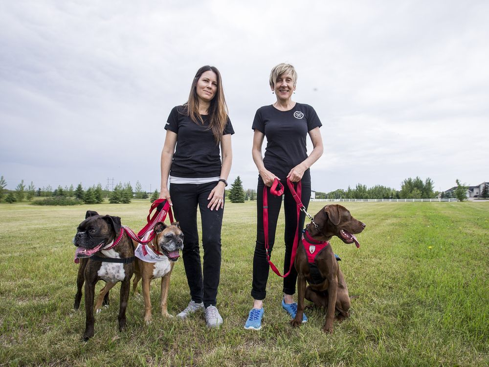 Help on four legs: Researchers examine how animals can help humans ...