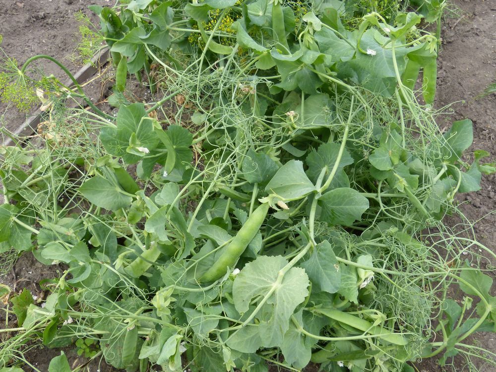 Gardening: Canoe peas a sweet break from the mainstream | The Star Phoenix