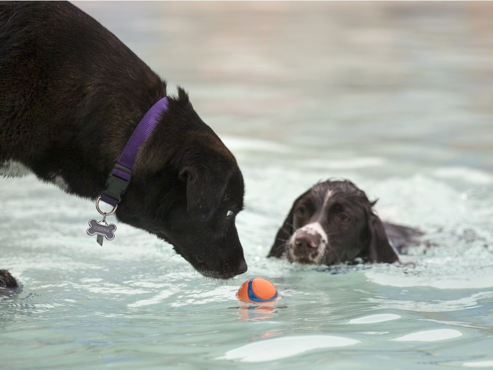 Video: Dog Day of Summer at Mayfair Pool | The Star Phoenix