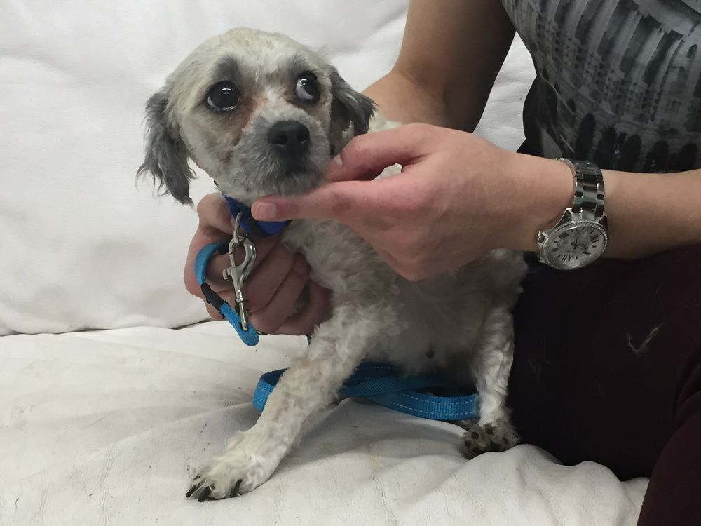 After providing emergency care, SPCA to put eight stray dogs up for ...