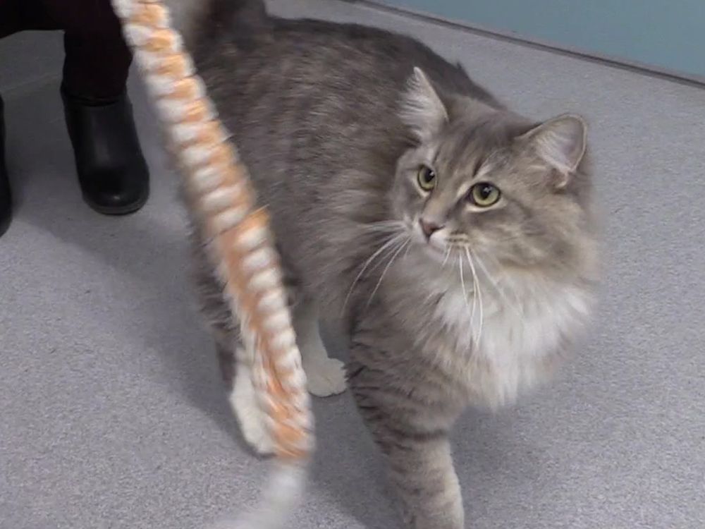 Meet 'Mario' who is available for adoption at the SPCA | The Star Phoenix