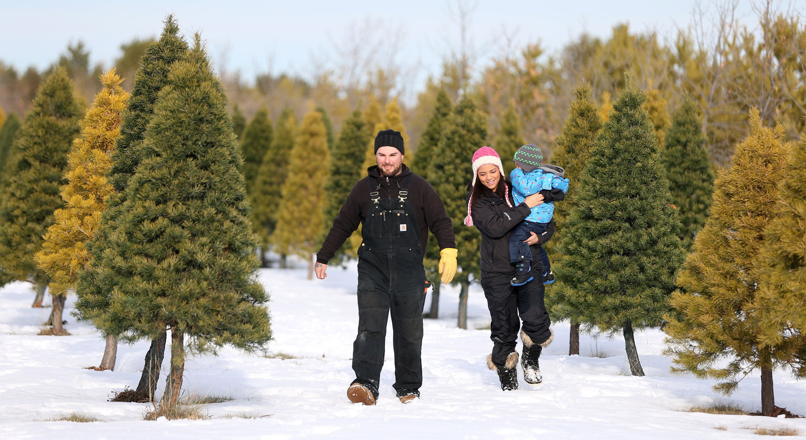 Shear difference: Christmas tree farms put in time for tradition | The ...