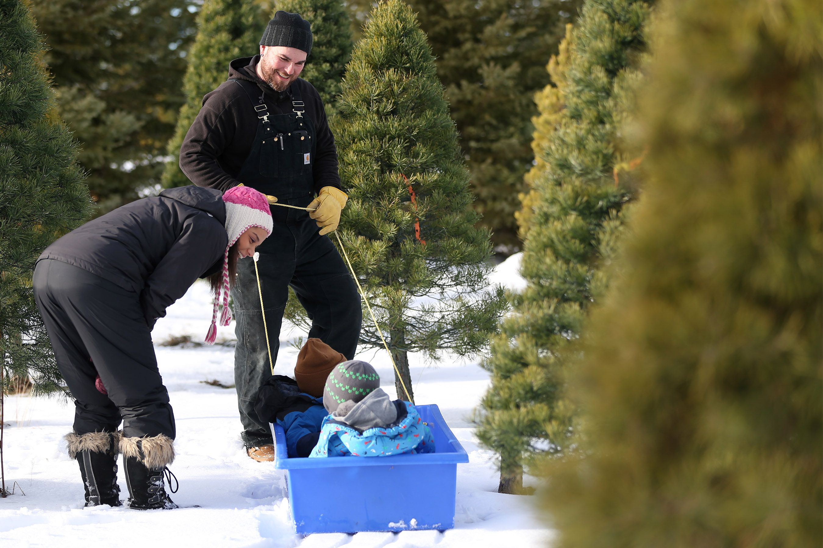 Shear difference: Christmas tree farms put in time for tradition | The ...