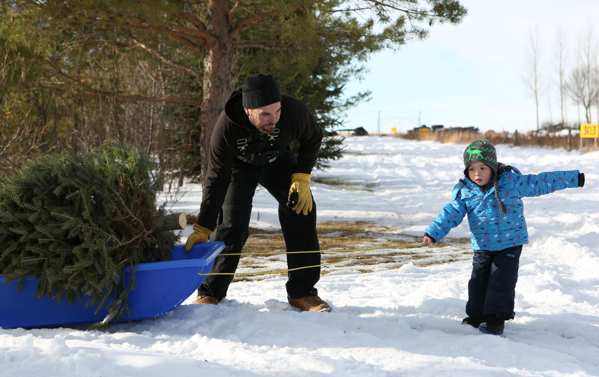 Shear difference: Christmas tree farms put in time for tradition | The ...