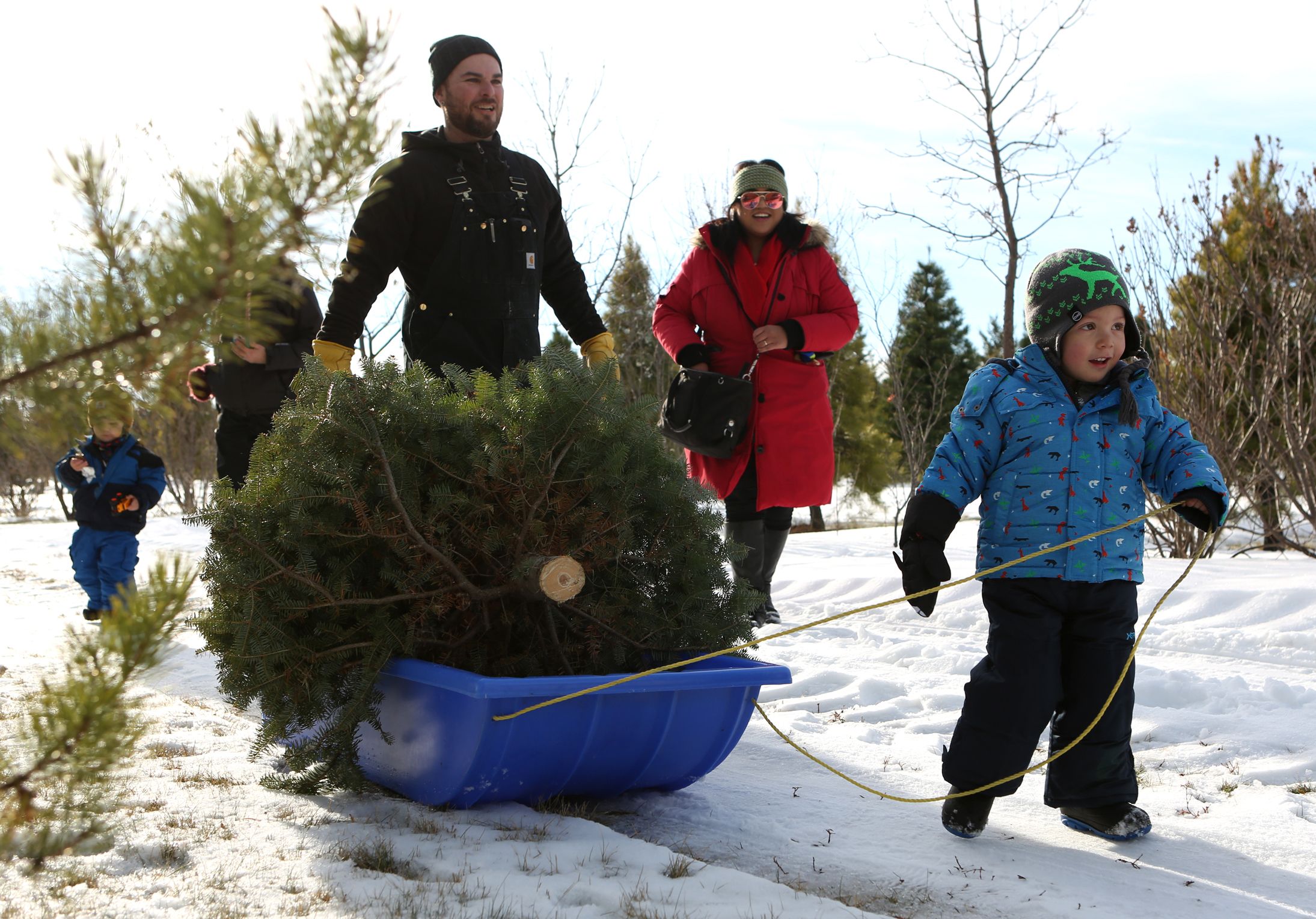 Shear difference: Christmas tree farms put in time for tradition | The ...