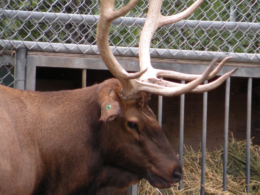Popular elk at Saskatoon zoo euthanized after injury from another elk ...