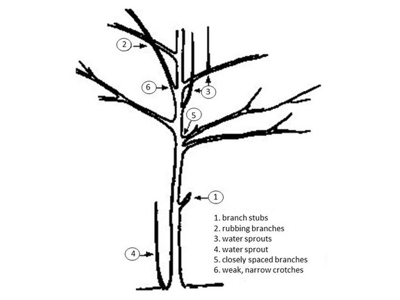 Gardening: When and how to prune your trees | The Star Phoenix