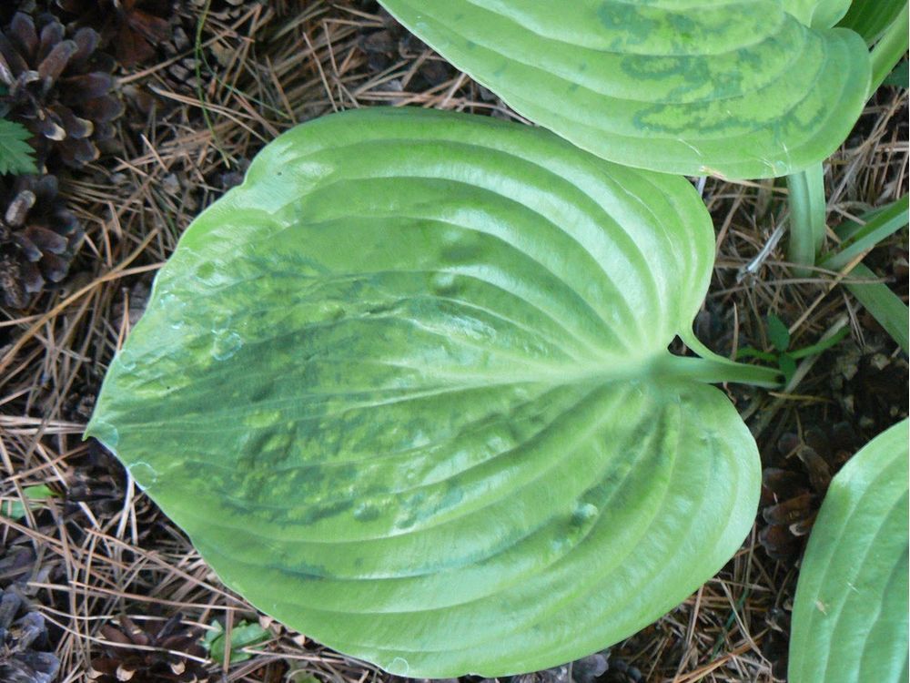 Bridges Gardening: A primer on Hosta Virus X | The Star Phoenix