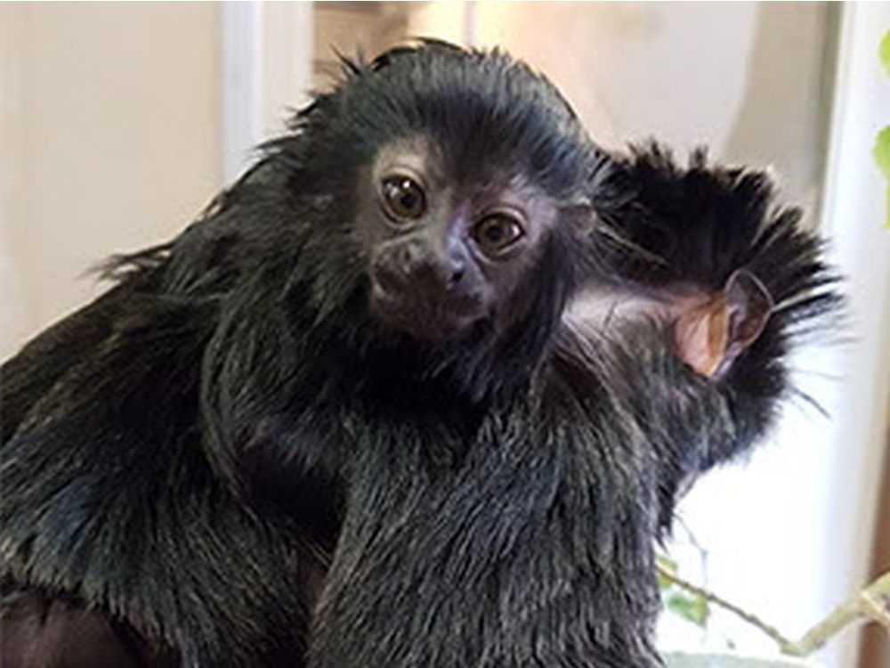 City of Saskatoon selects 'Calli' as name for infant Goeldi Monkey ...