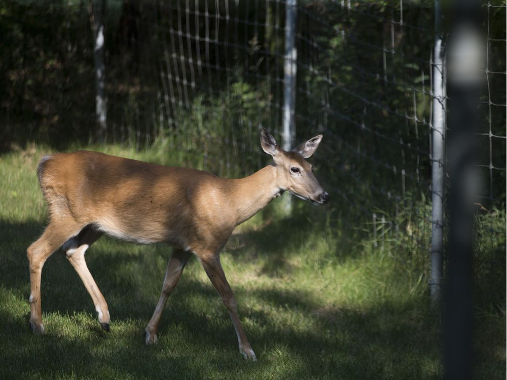 How Saskatoon's zoo animals are keeping cool | The Star Phoenix