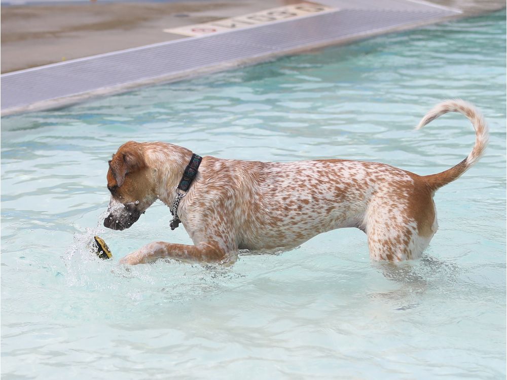 Dog day of summer at Mayfair Pool | The Star Phoenix