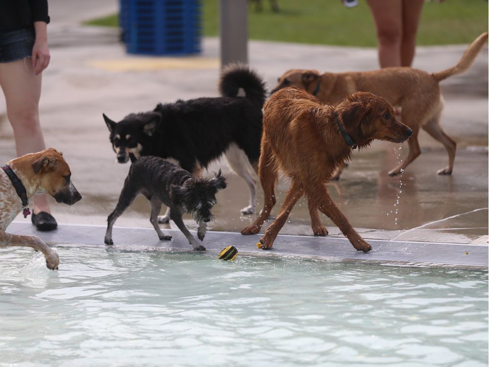 Dog day of summer at Mayfair Pool | The Star Phoenix