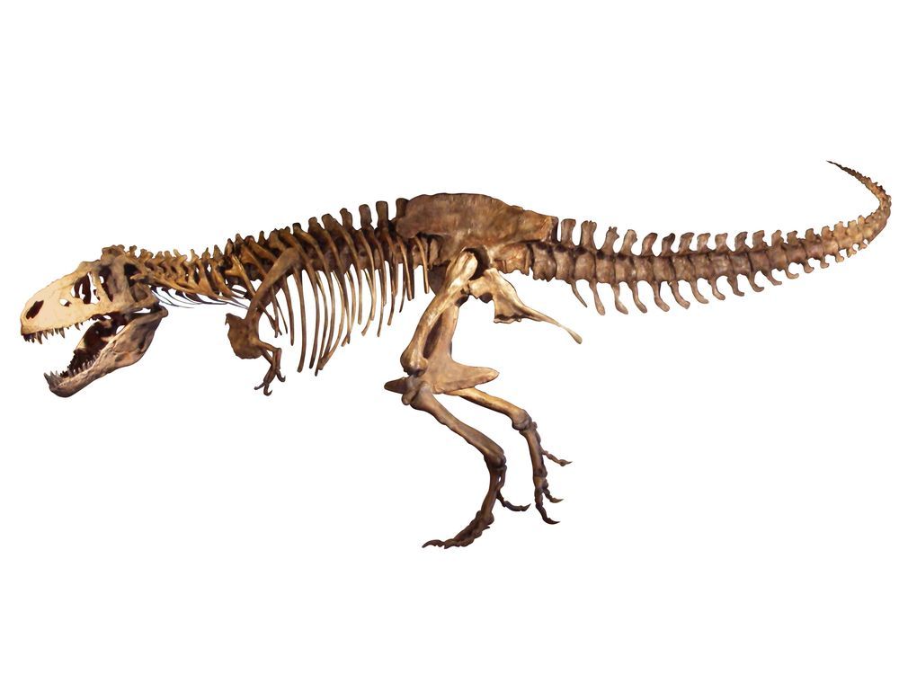 Saskatchewan's provincial fossil — Scotty — gets down and dirty | The ...