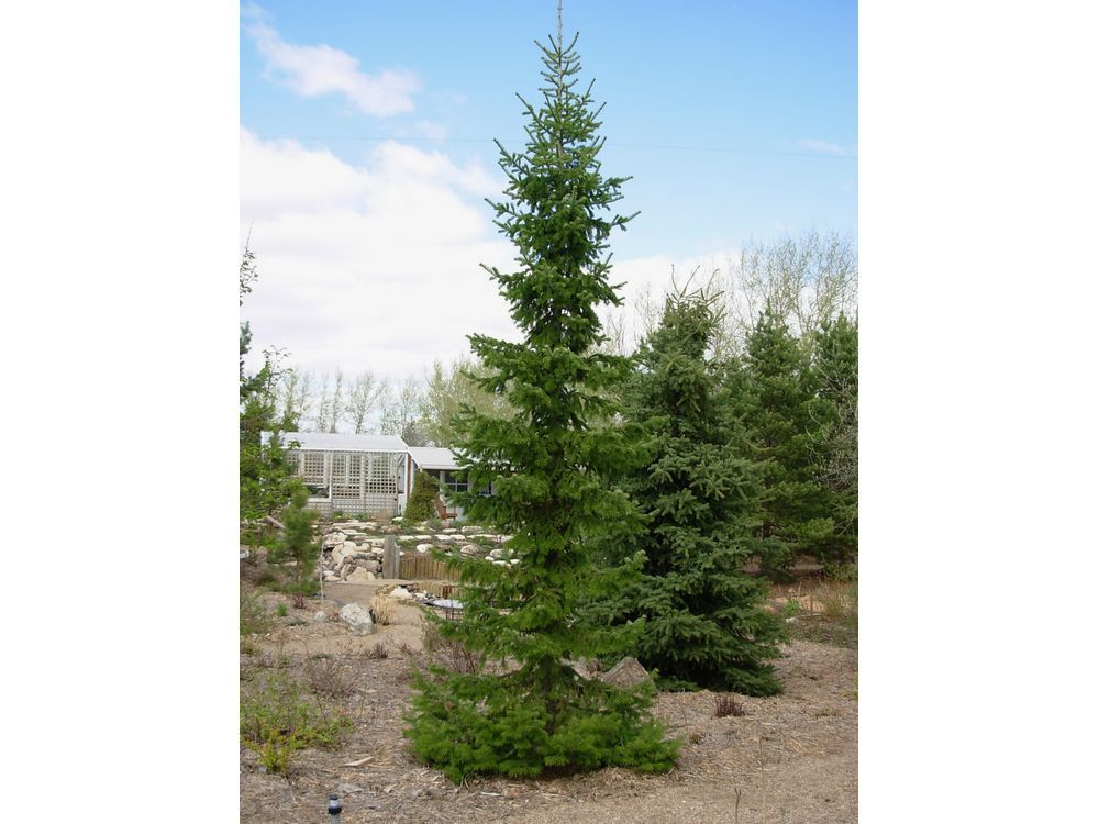 Gardening: Diversifying our urban forests — Part 1 | The Star Phoenix