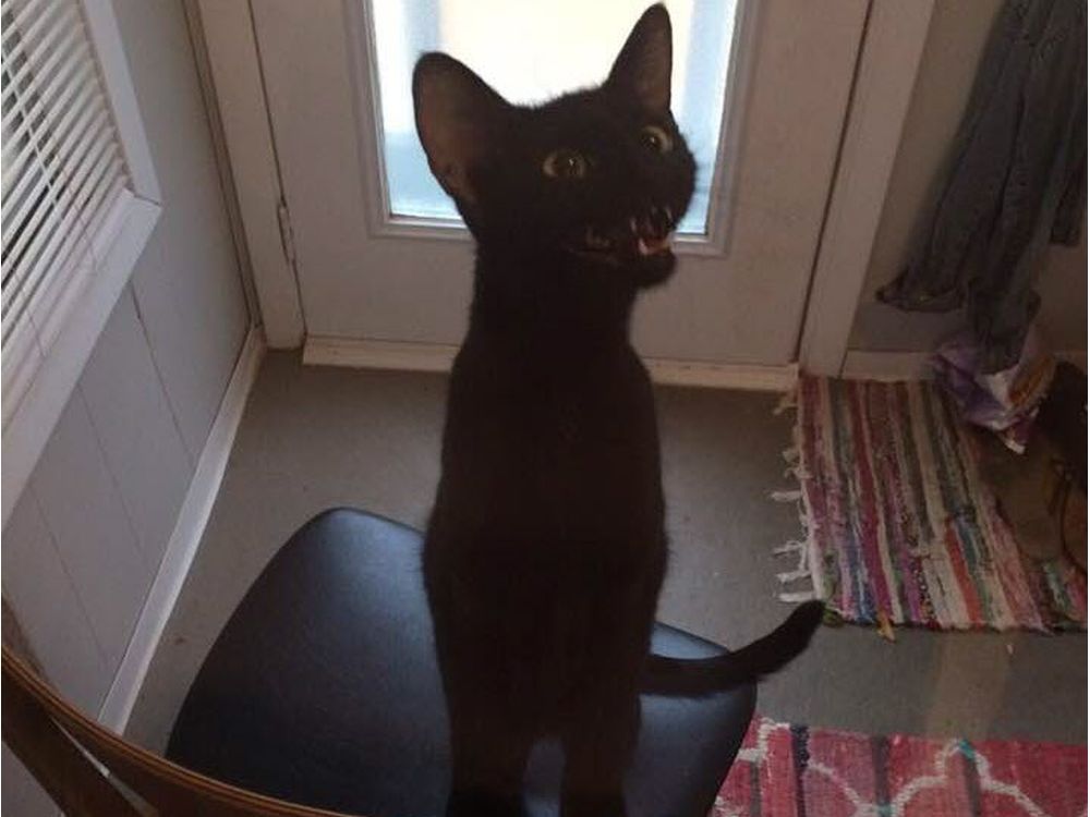 Saskatchewan man no scaredy-cat during stray cat’s lofty-perch rescue ...