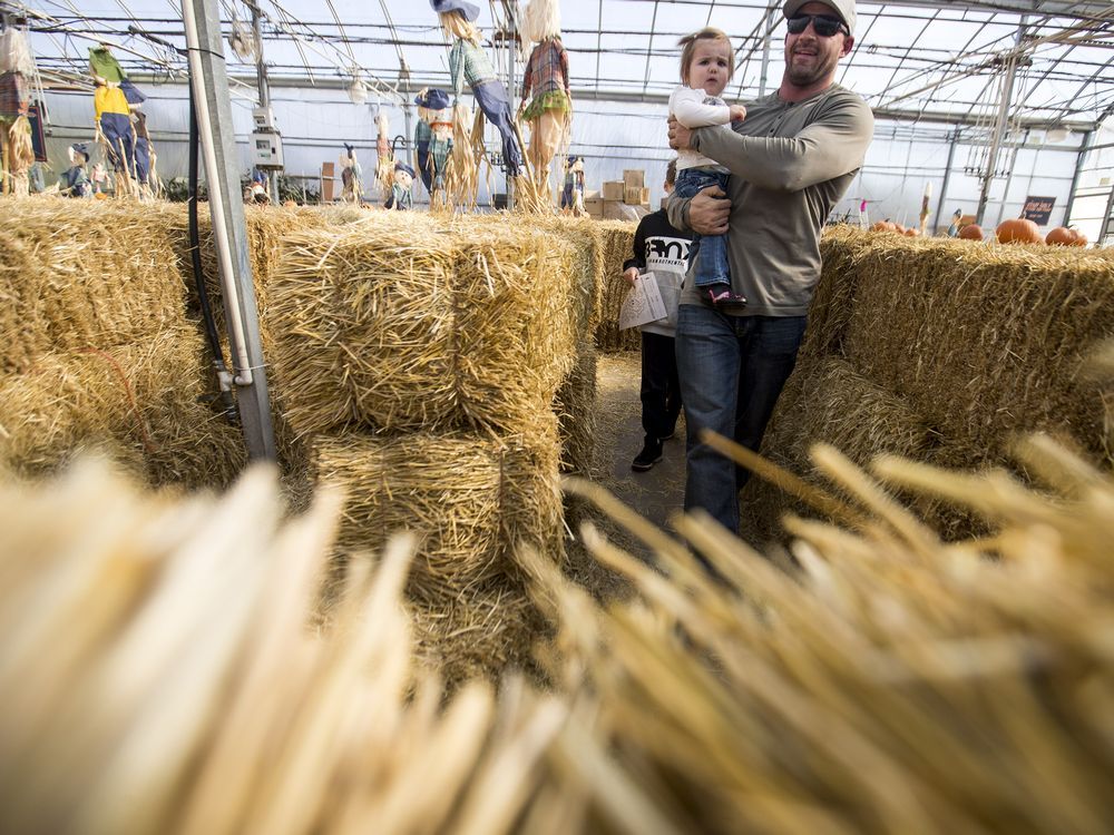 Pets get to have amazing time at pet-focused maze at Dutch Growers ...