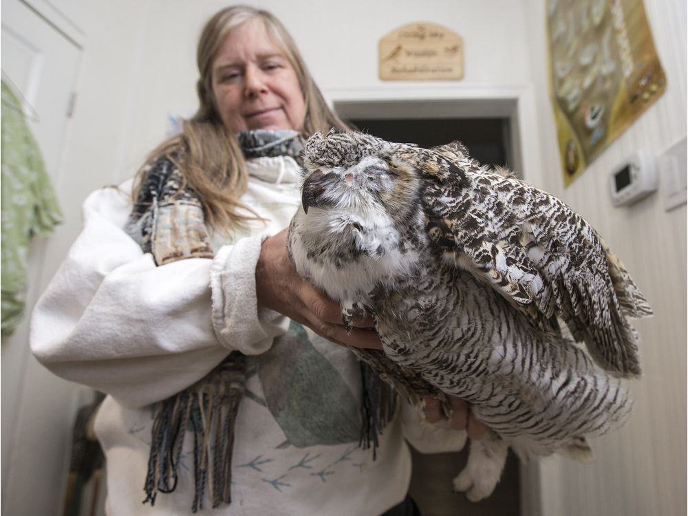 Owls dying after eating poisoned rodents: wildlife organization | The ...