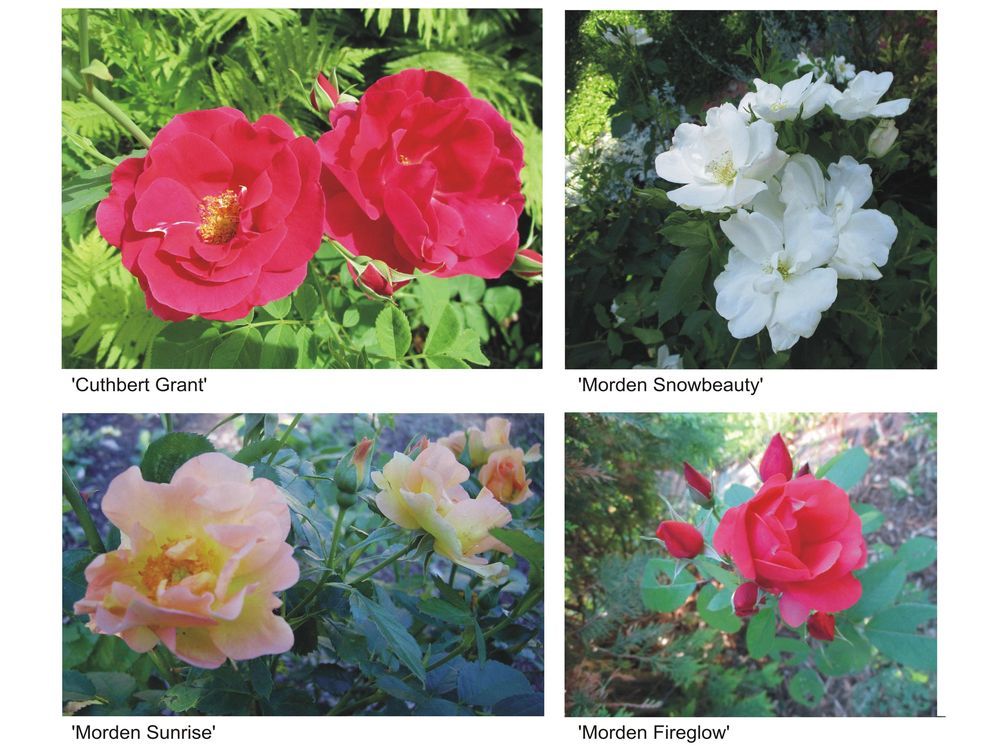Gardening: Parkland Series rose trials and new introductions (Part 3 of ...