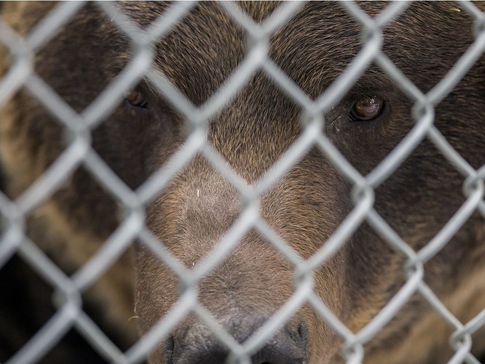 Grizzly bears awaken following winter slumber | The Star Phoenix