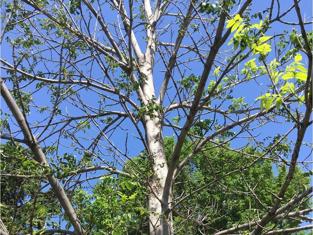 Gardening: High density contributes to ash tree problems | The Star Phoenix