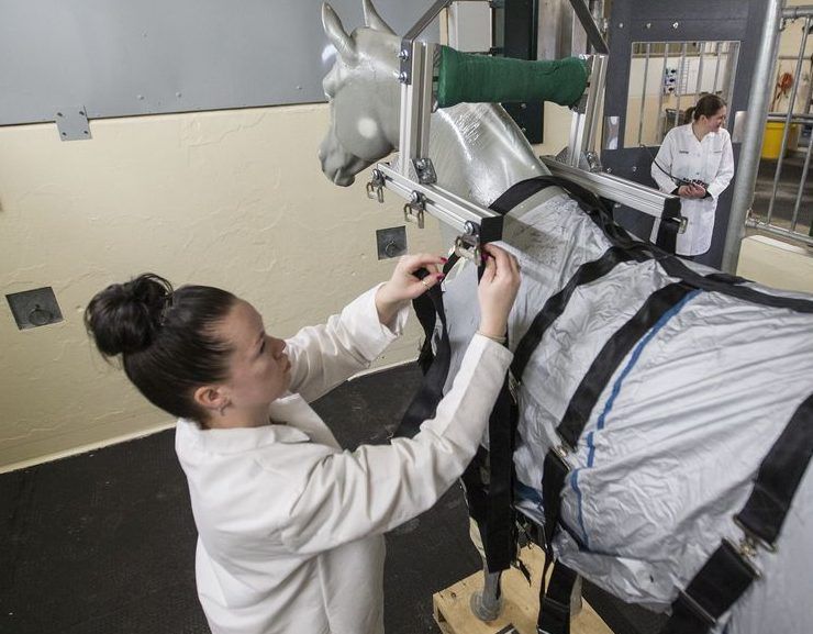 Special lift and harness eyed to save injured horses | The Star Phoenix