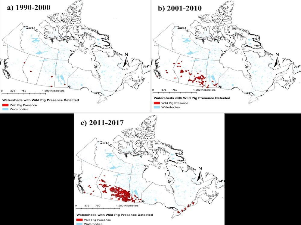 Range of invasive wild pigs expanding rapidly in Saskatchewan | The ...