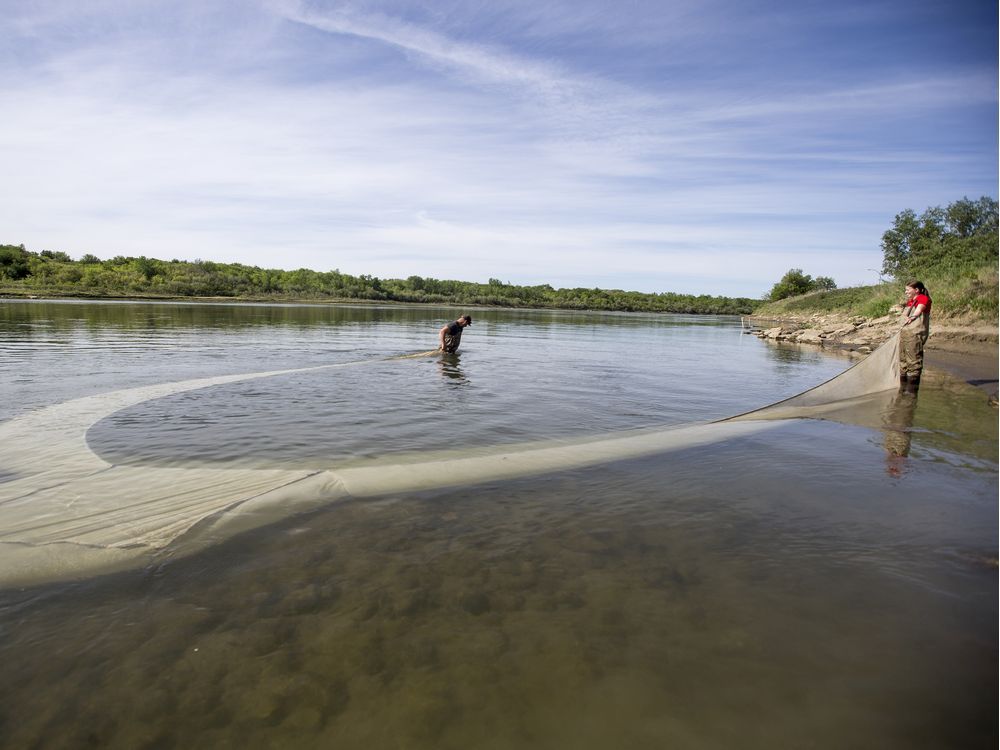 Finning out the herd: Researchers tracking invasive Prussian carp | The ...