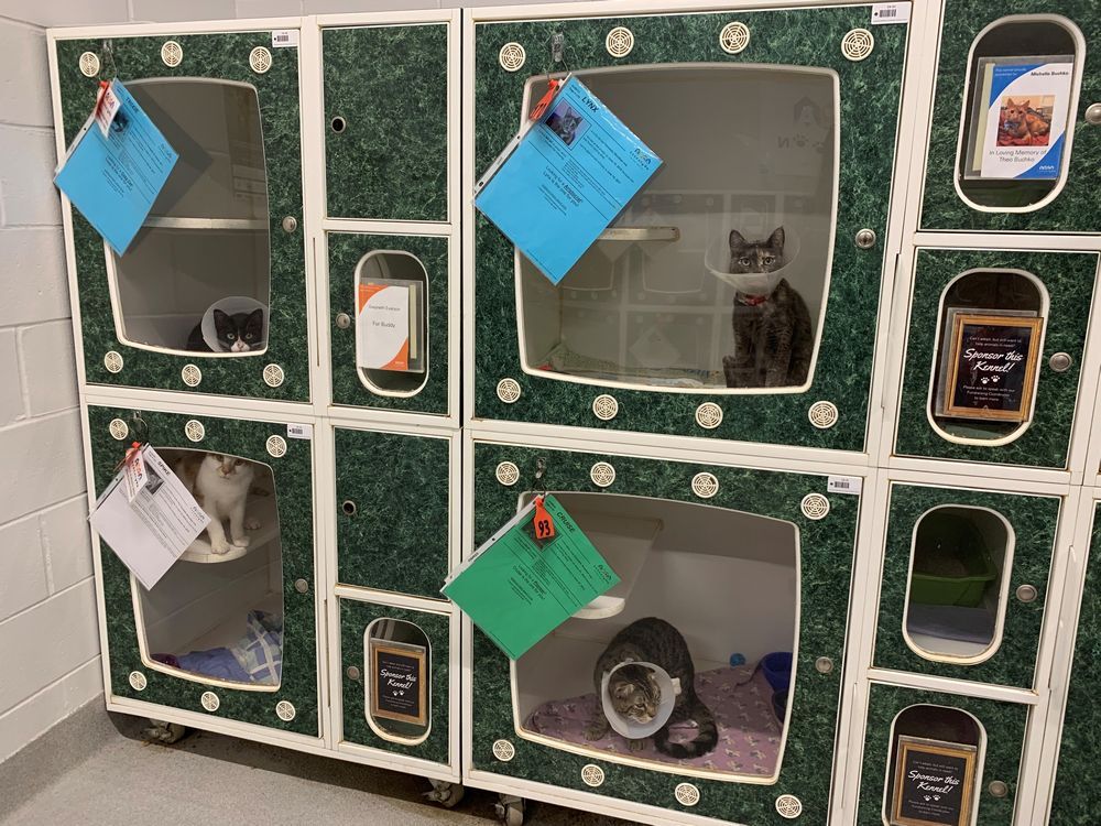 Saskatoon SPCA adoption drive hopes to adopt all cats out by Sept. 1 ...