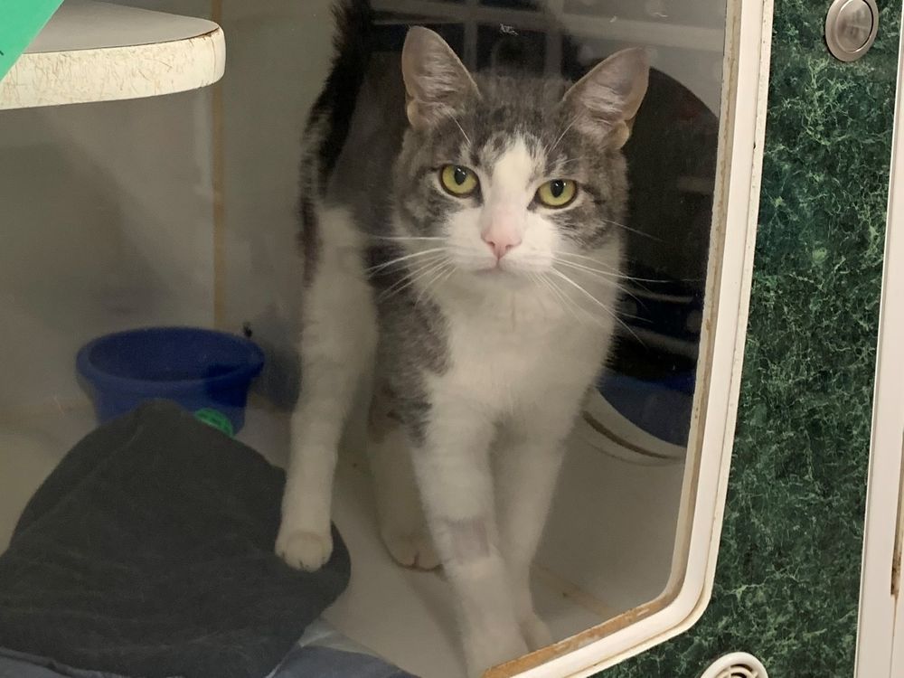 Saskatoon SPCA adoption drive hopes to adopt all cats out by Sept. 1 ...