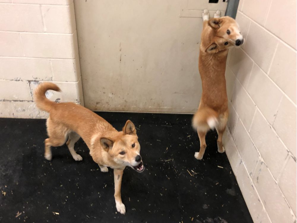 Dingoes settle into new home at the Forestry Farm | The Star Phoenix