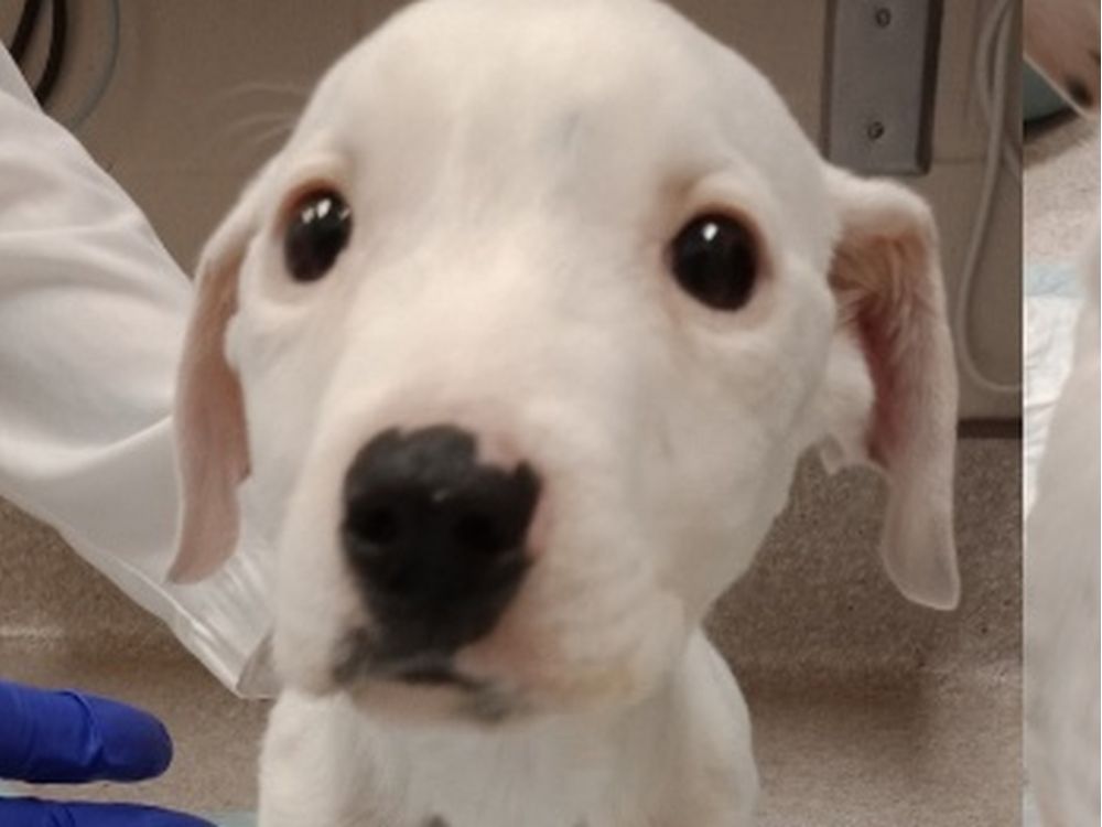 Sask. SPCA raising funds to help dog that survived starvation | The ...