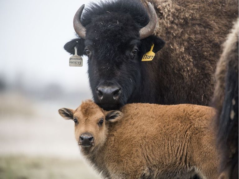 Wanuskewin adds to conservation herd with Mother's Day bison birth ...