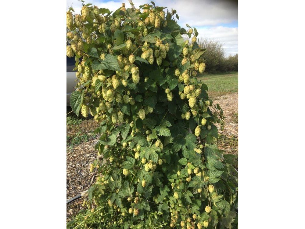 Gardening: Growing hops not just for beer lovers | The Star Phoenix