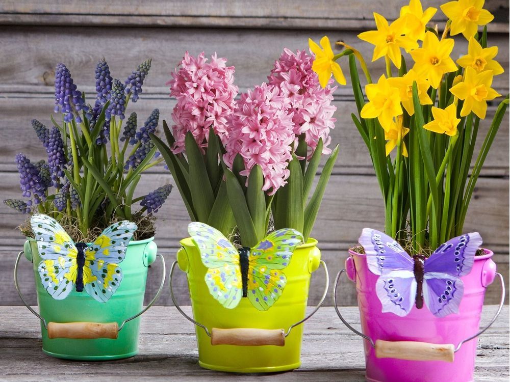Gardening: Chill out for an early spring bulb display indoors | The ...