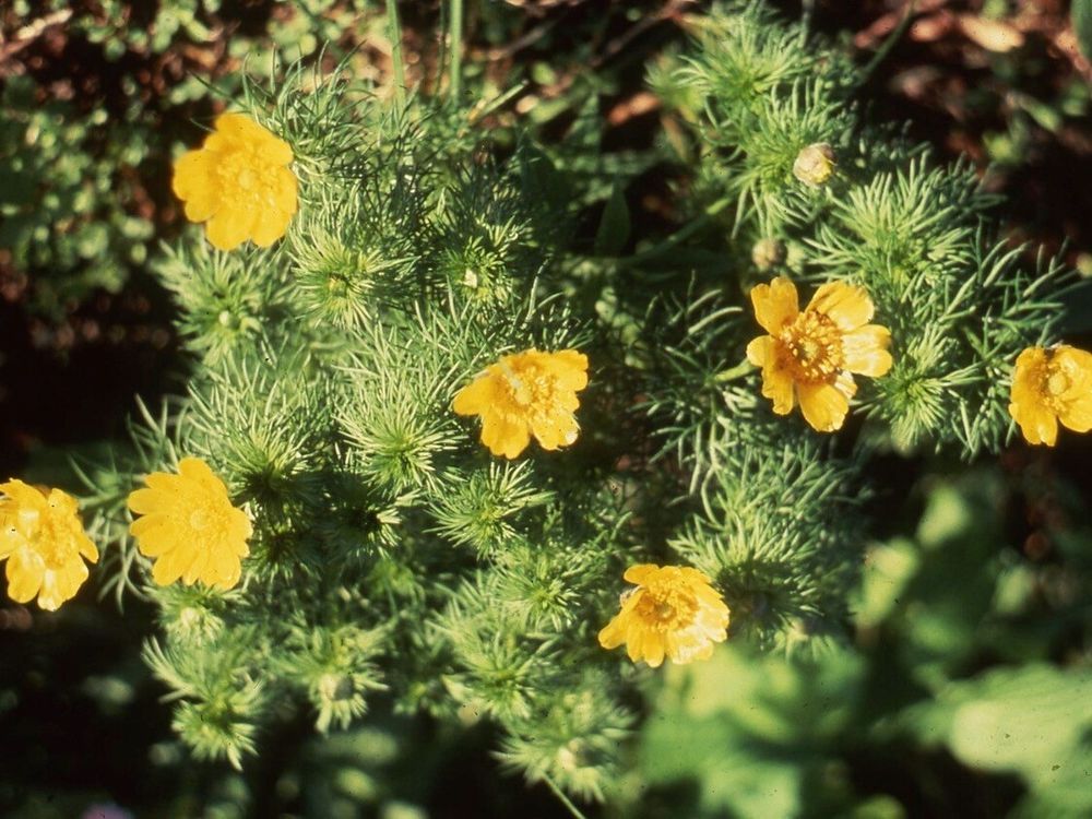 Gardening: Consider planting these underutilized perennials (part 2 ...