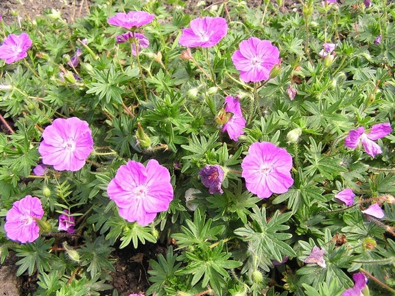 Gardening: Here are the perennial geraniums that tough it out in Sask ...