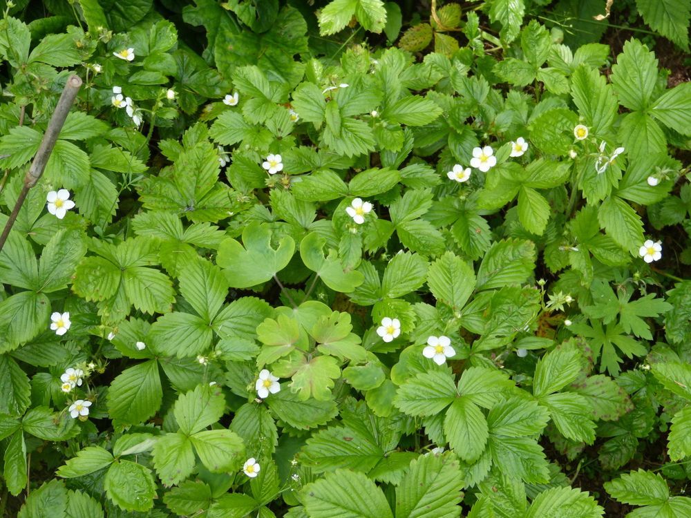 Gardening: More hardy prairie ground covers to solve your landscape ...
