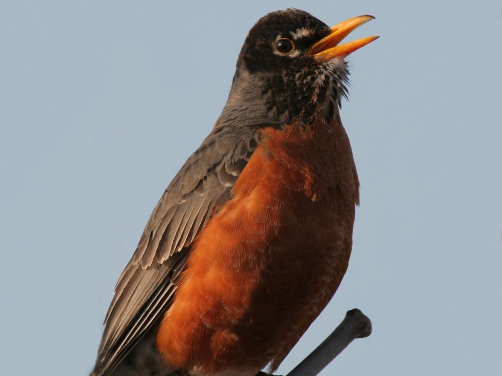 Nature Notes: The American robin sings with a purpose | The Star Phoenix