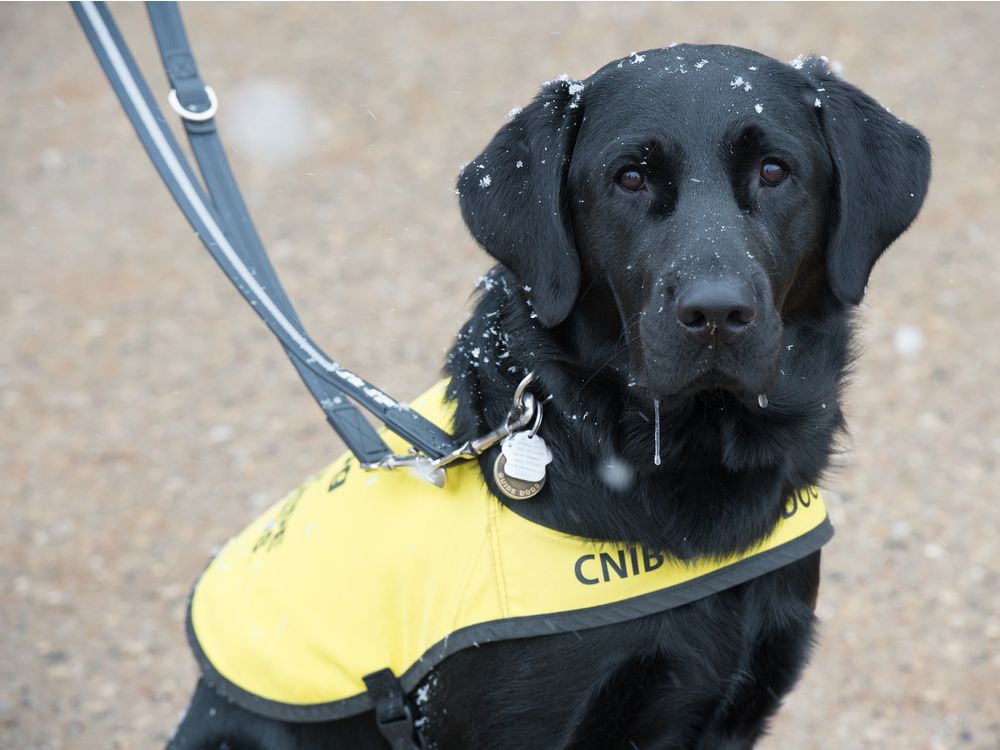 Letters: Let me offer tips on proper guide dog etiquette | The Star Phoenix