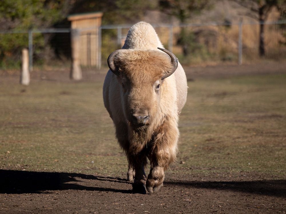 Meet the resident animals of the Saskatoon Forestry Farm Park and Zoo ...