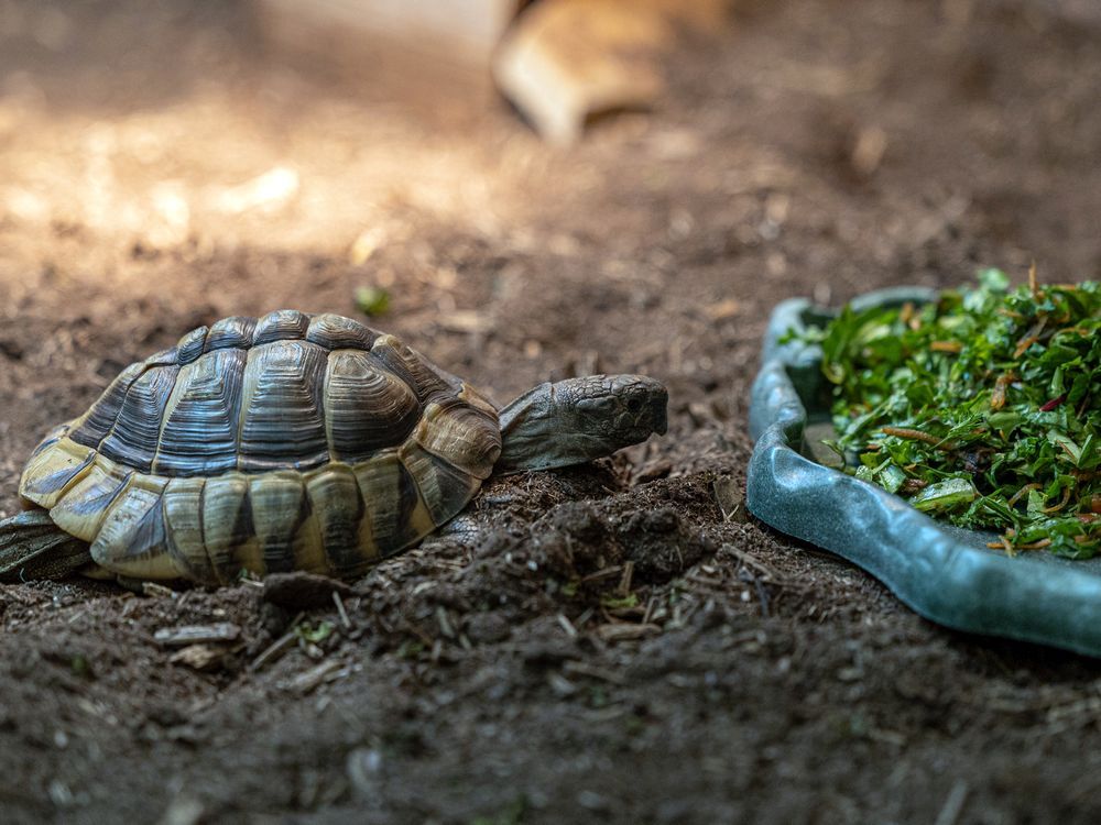 Meet the resident animals of the Saskatoon Forestry Farm Park and Zoo ...