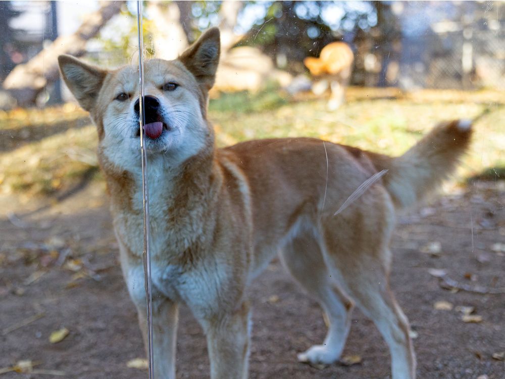 Meet the resident animals of the Saskatoon Forestry Farm Park and Zoo ...