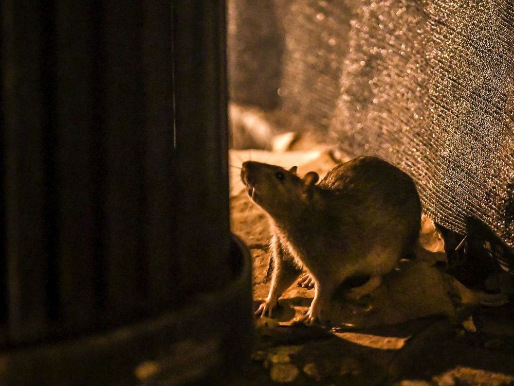Saskatoon food businesses shut down for 'significant' rodent ...