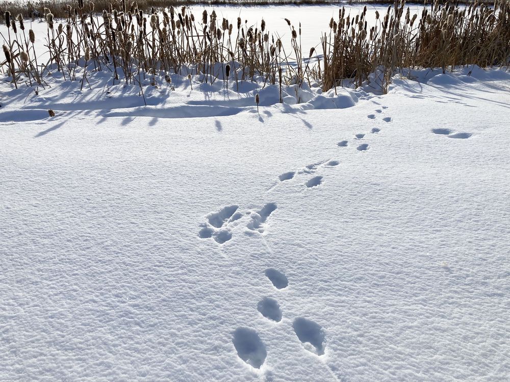 Nature Notes: Animals sometimes write their stories in the snow | The ...