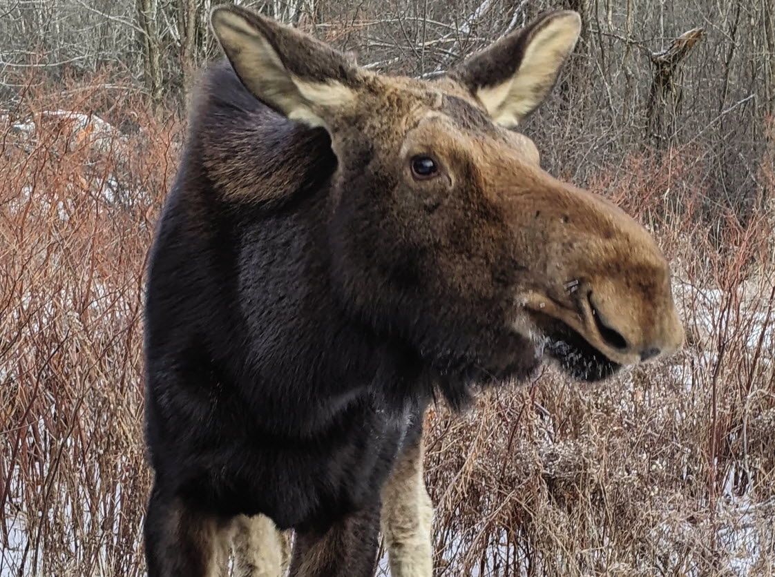 Make way for moose: Sask. RCMP report multiple collisions | The Star Phoenix