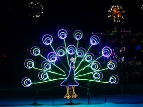 BHP Enchanted Forest opens Nov. 18 with return of light walk | The Star ...