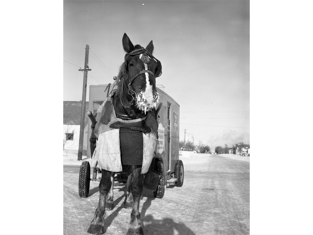 Throwback Thursday: Dairy horse makes rounds | The Star Phoenix