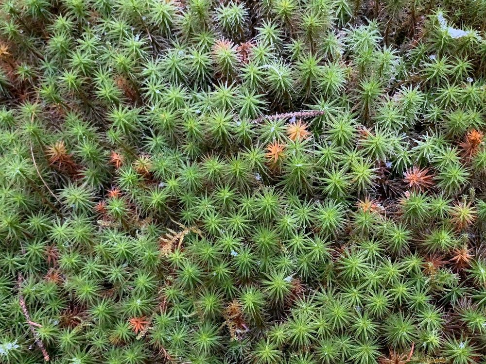 Russell Wangersky: A foot in two places, Saskatchewan and Newfoundland ...