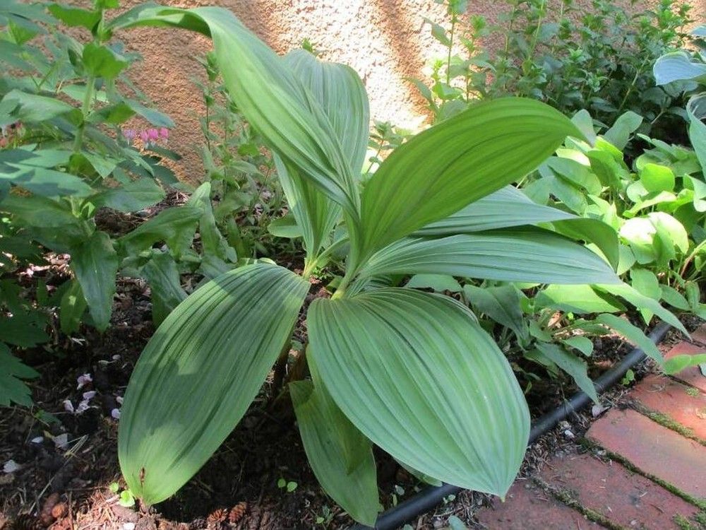 Veratrum nigrum: Dark, bold, beautiful ... and toxic | The Star Phoenix